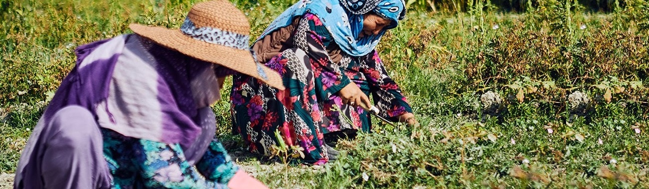 Fostering Resilience for Food Security | UNDP Climate Change Adaptation