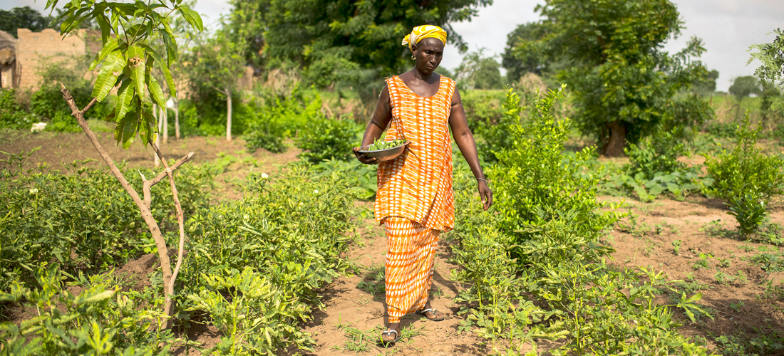 Senegal's pathway to enhance climate reporting | UNDP Climate Change ...