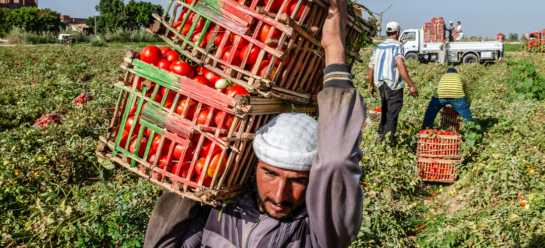 Egypt scales up climate adaptation actions of its agriculture, water ...