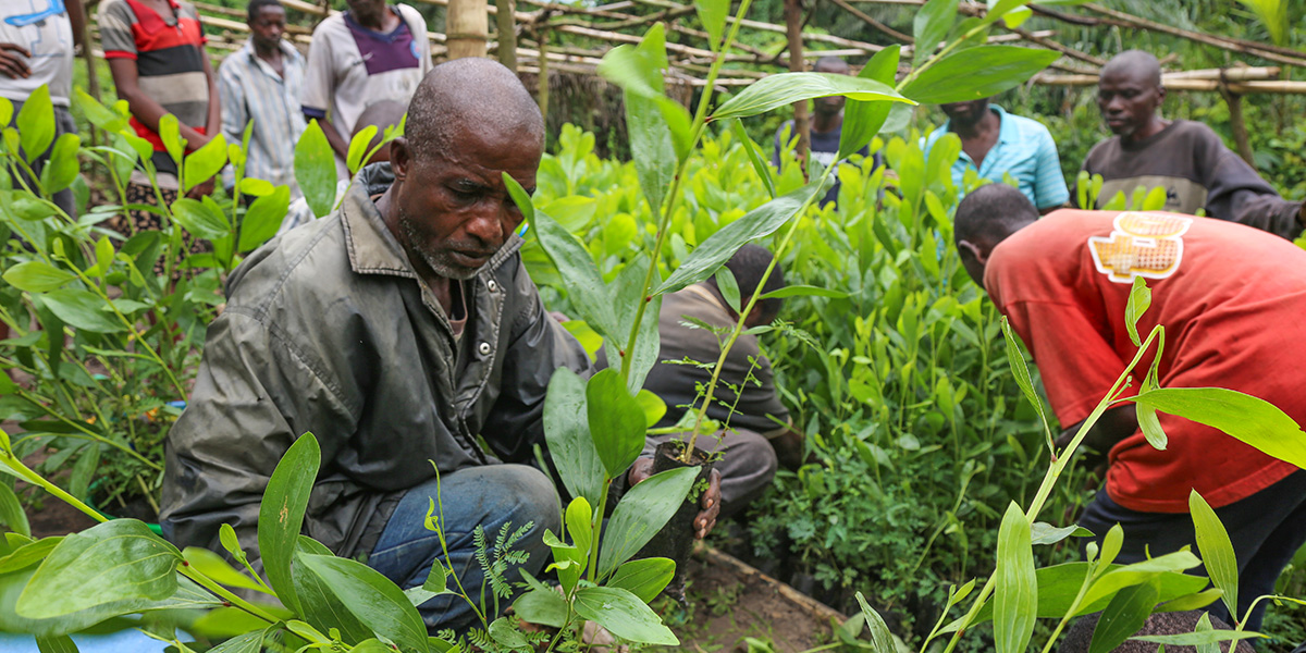 Democratic Republic of the Congo secures $8.24 million from the GEF to ...