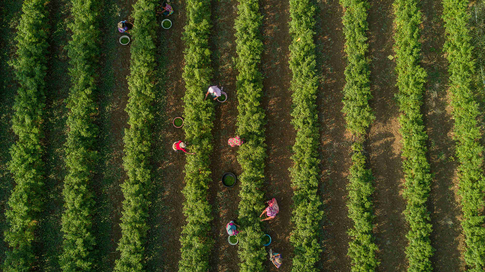 India shows why ecosystem-based approaches are critical to global ...