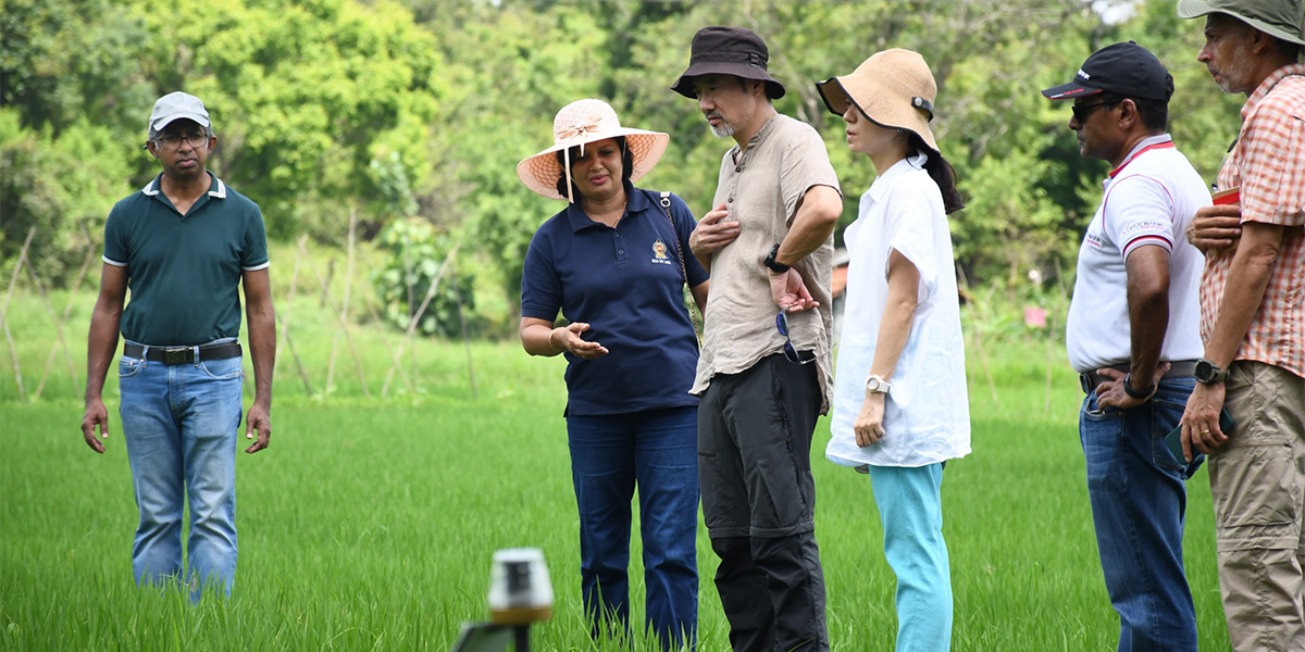 Innovative water management techniques revolutionizing paddy ...