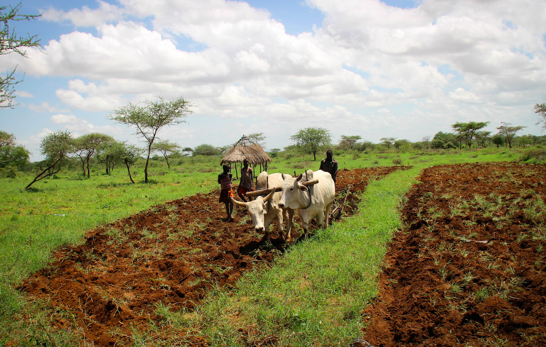 Africa: Integrating Agriculture in National Adaptation Plans: What have ...