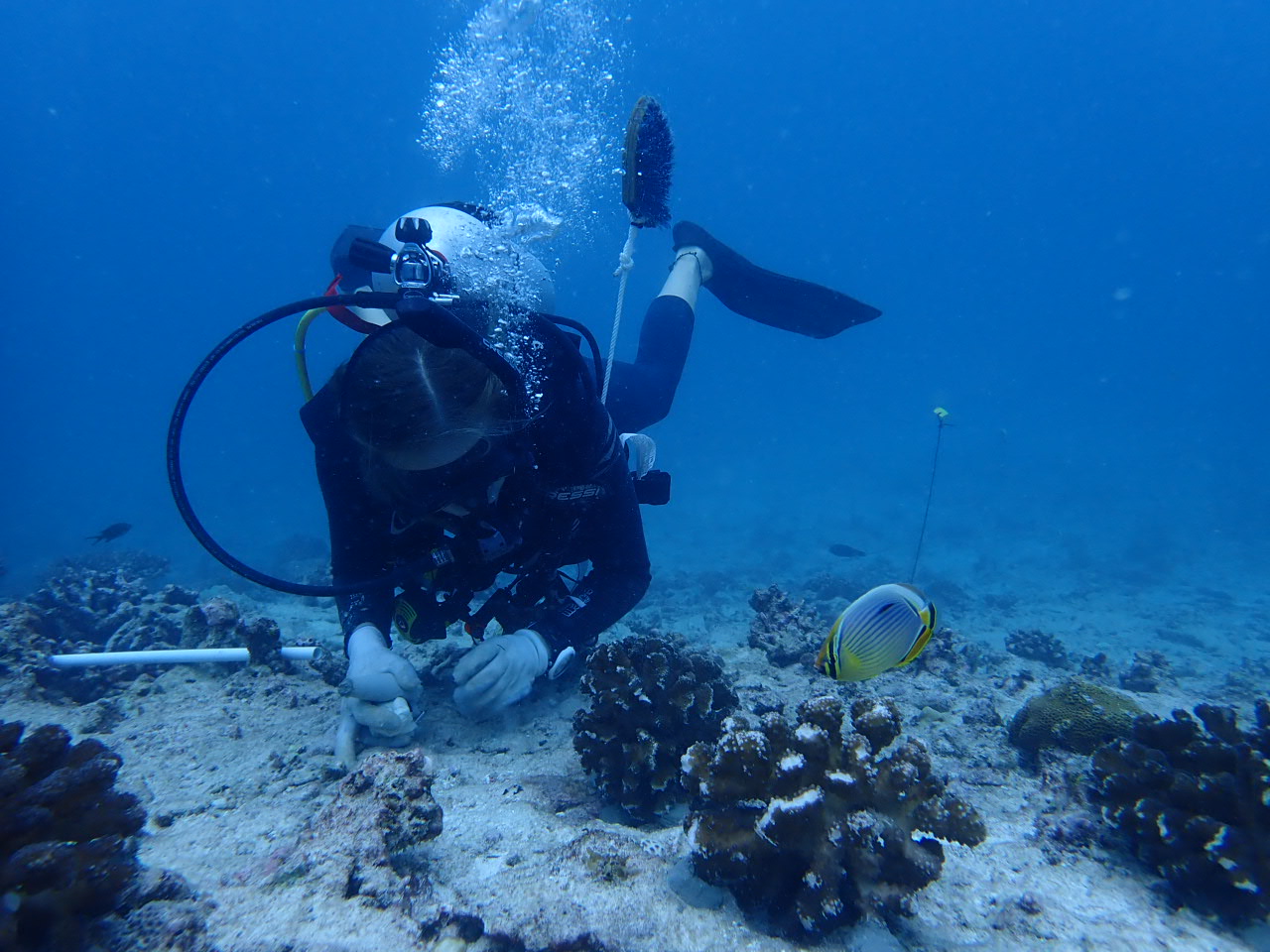 To protect billion-dollar tourism industry, Mauritius and Seychelles to ...