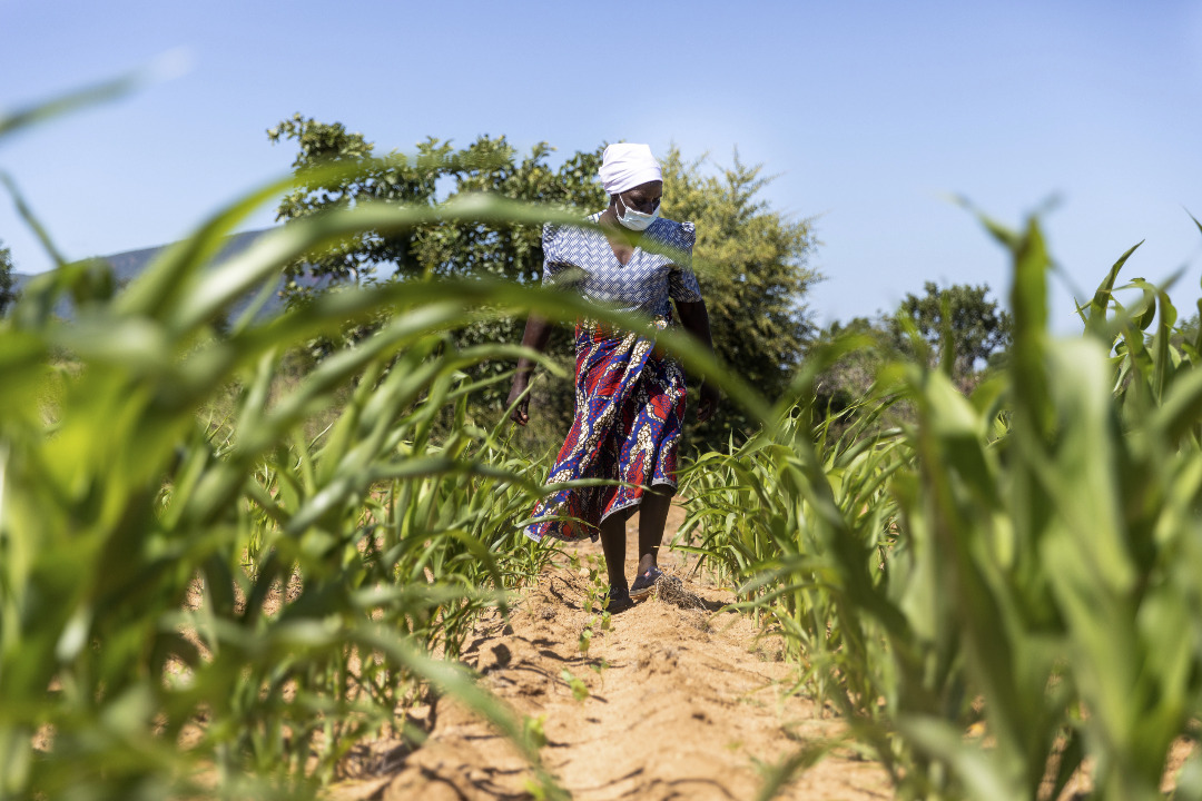 Climate-smart: How smallholder farmers in Zimbabwe are reaping bumper ...