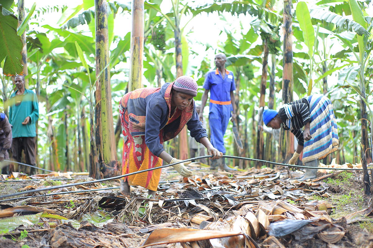 UNDP-implemented Adaptation Fund Climate Innovation Accelerator (AFCIA ...