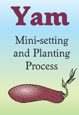 Yam: Mini-setting and planting process | UNDP Climate Change Adaptation